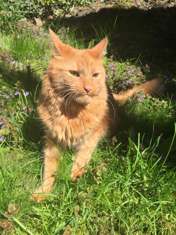 Gallery of Hand Painted Cat Portraits | Paint your life