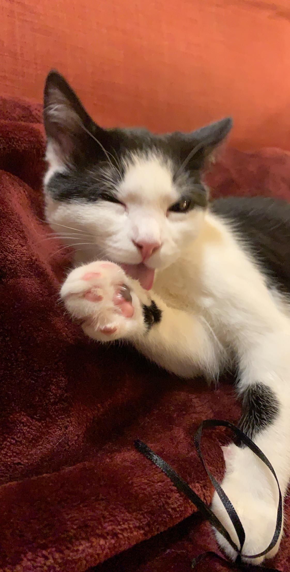 Gallery of Hand Painted Cat Portraits | Paint your life